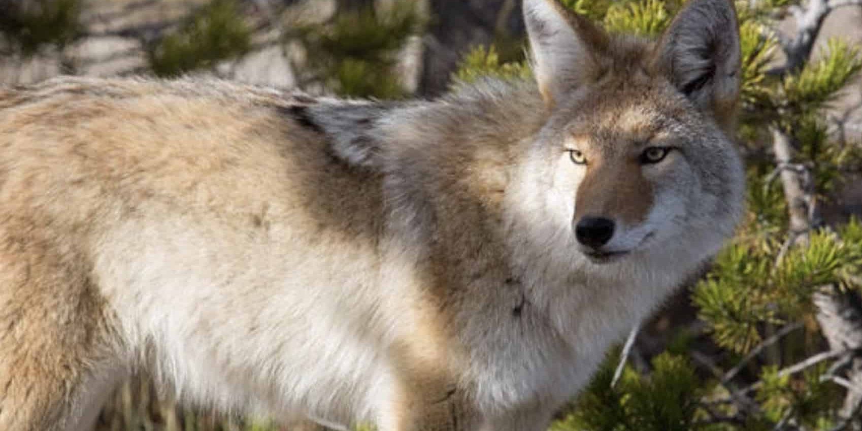 Burlington eliminates second coyote believed responsible for attacks ...