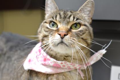 Featured Future Pet: Leila | INhalton